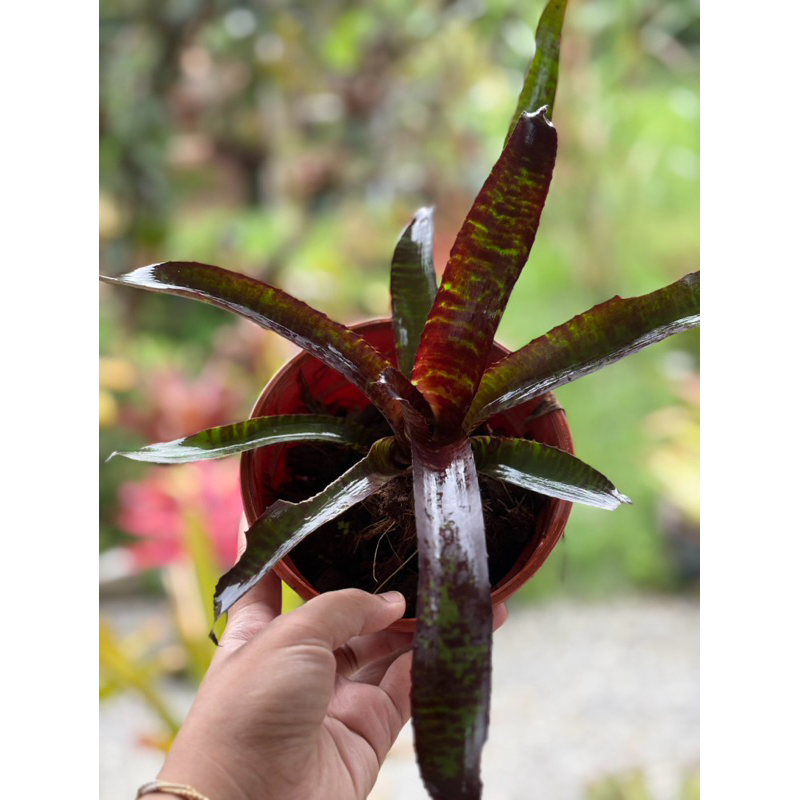 Anak Pokok Bromeliad Tiger | Shopee Malaysia