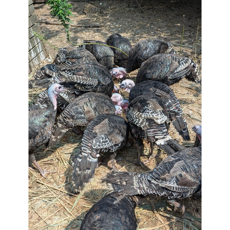 Telur berbenih ayam piru bronze turkey/ black Spanish turkey / white ...
