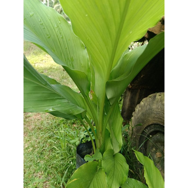 POKOK KUNYIT HIDUP ( 3 anak pokok dalam polibeg) | Shopee Malaysia