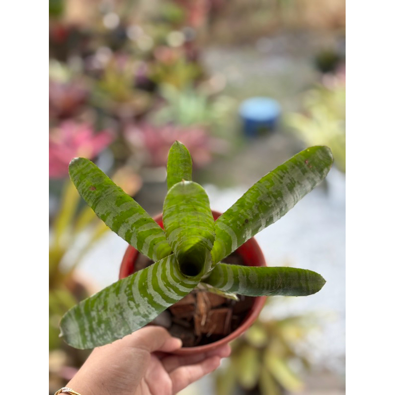 Anak Pokok Bromeliad Chantini Hijau | Shopee Malaysia