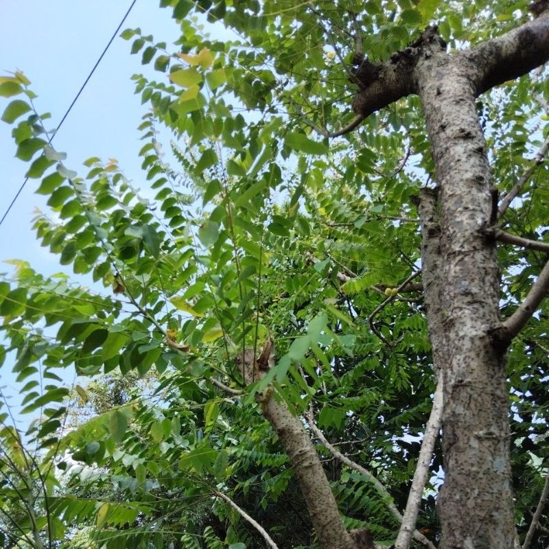 Daun Cermai(300gm)10 pelepah,untuk perubatan tradisional | Shopee Malaysia