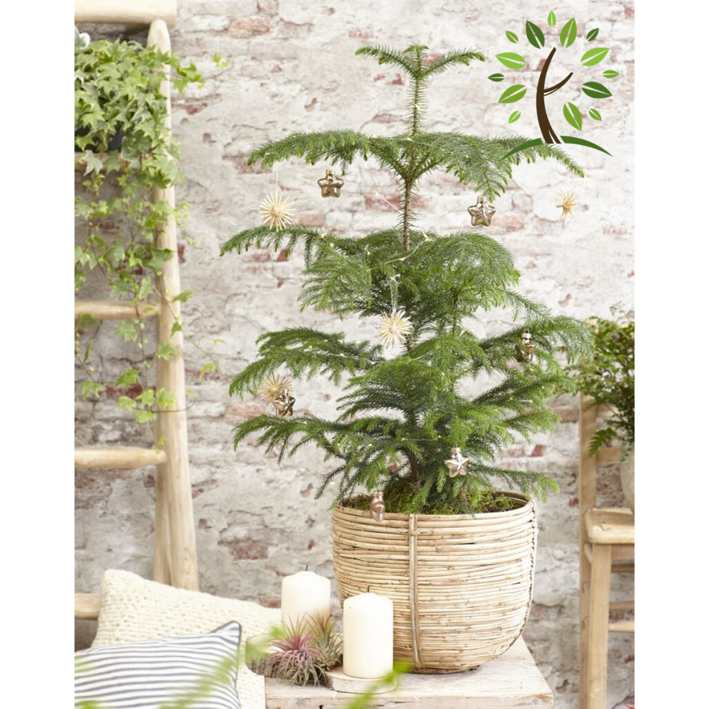 Berjaya Plant Nursery - Pine Tree/Araucaria Excelsa(Pokok Bunga Hidup ...