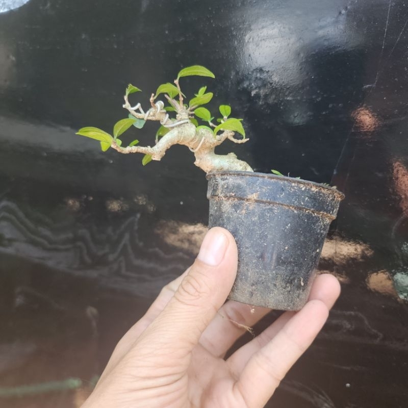 bonsai mini jeliti sui mei 水梅 stok training | Shopee Malaysia