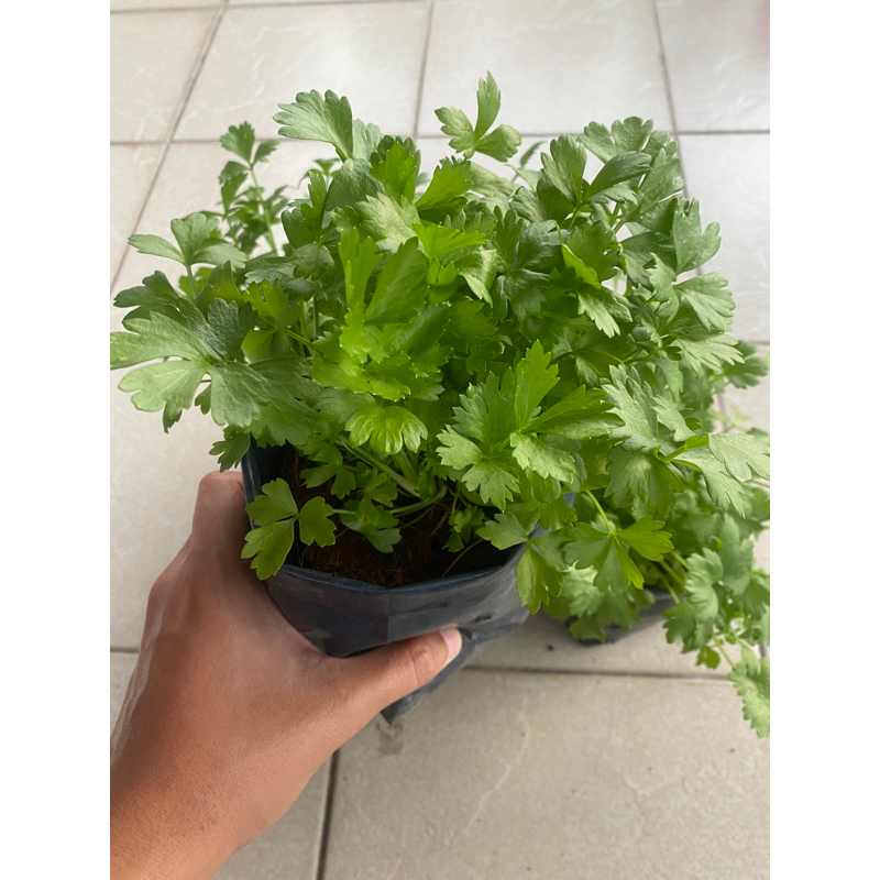 Pokok Daun Sup (Big Celery) | Shopee Malaysia