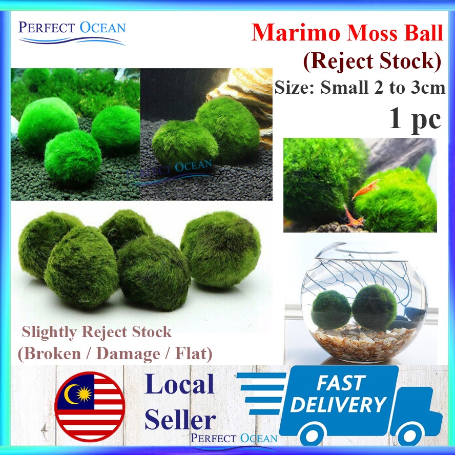 Marimo Moss Ball Small 2-3cm Live Aquarium Plant (1pc) Alga Lumut 🌊 ...