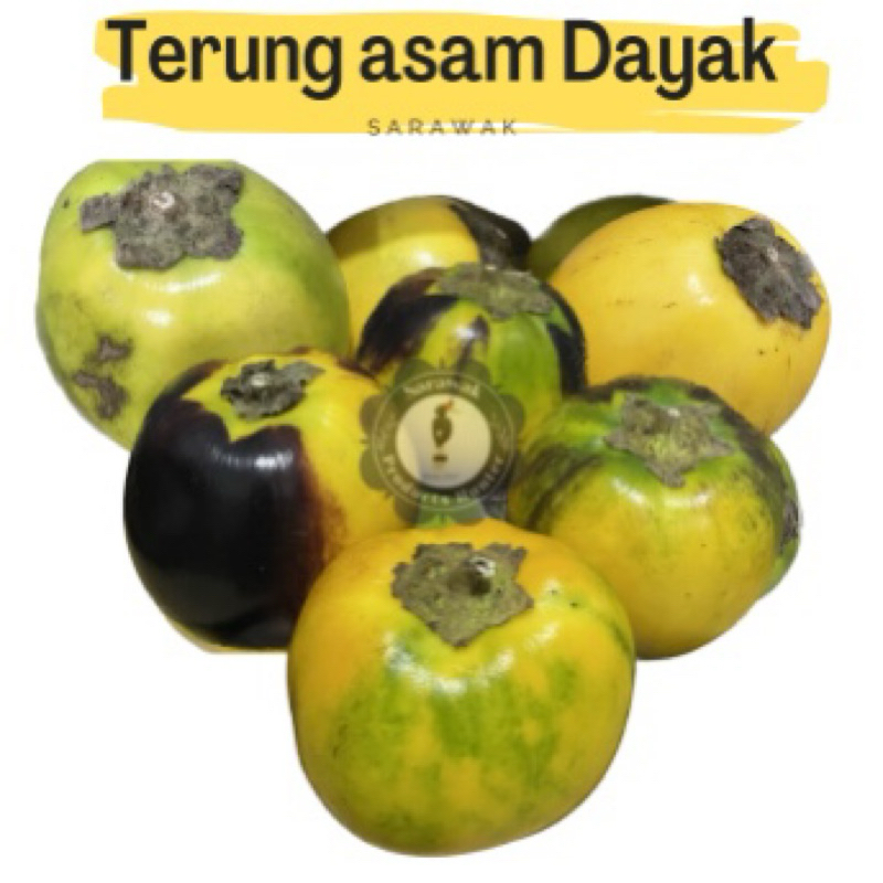 Terung Asam Dayak Sarawak Sour Eggplant Fresh dari Kebun 500g | Shopee ...