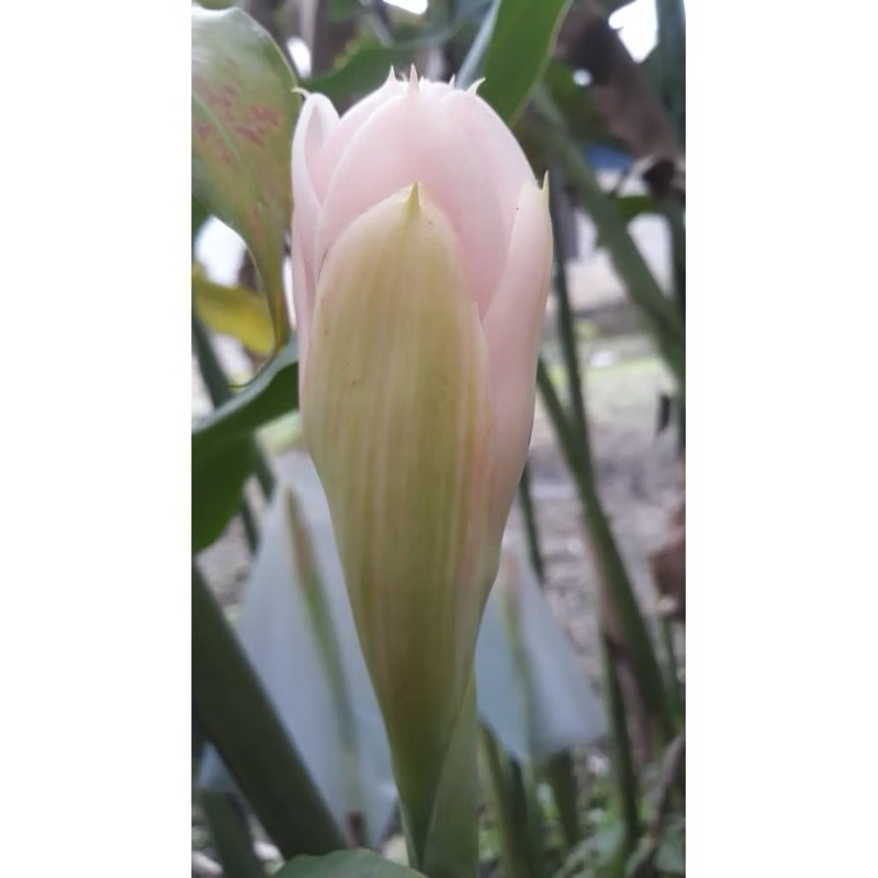[2 PCS] ANAK /SULUR POKOK BUNGA KANTAN PINK COLOUR + [FREE BUNGA KANTAN ...