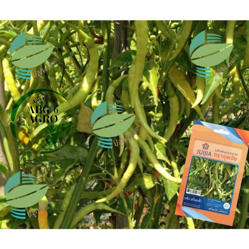 0.5g Benih Cili Api Sroyfah /Cili Padi Pedas /Hot Chilli Pepper /Lada ...