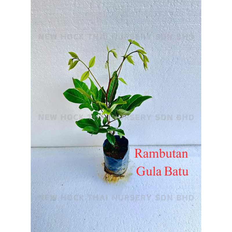 Benih Rambutan Gula Batu Plant Seeds | Shopee Malaysia