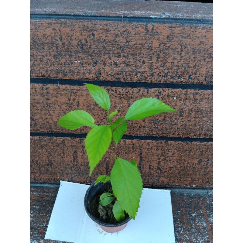 Anak Pokok Bunga Raya Putih+Pink/ Hibiscus | Shopee Malaysia