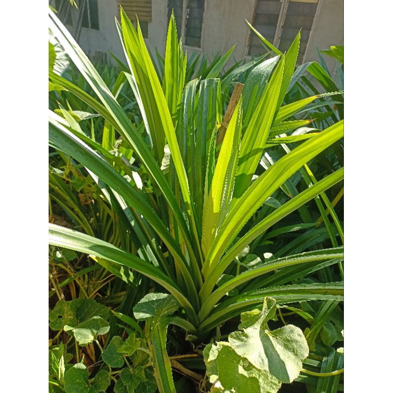 daun pandan wangi besar 500g | Shopee Malaysia