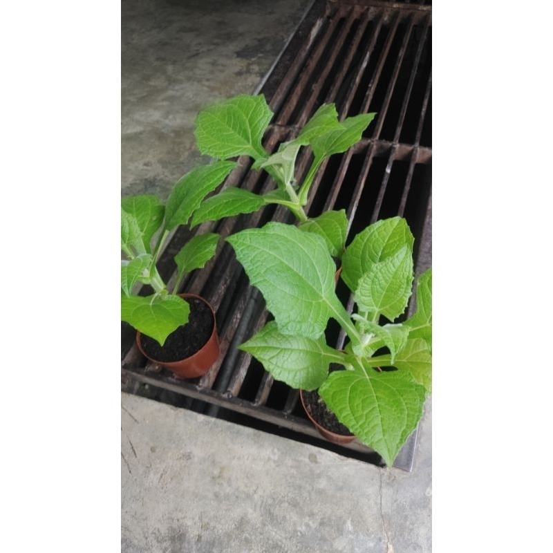 pokok yacon cameron highlands | Shopee Malaysia