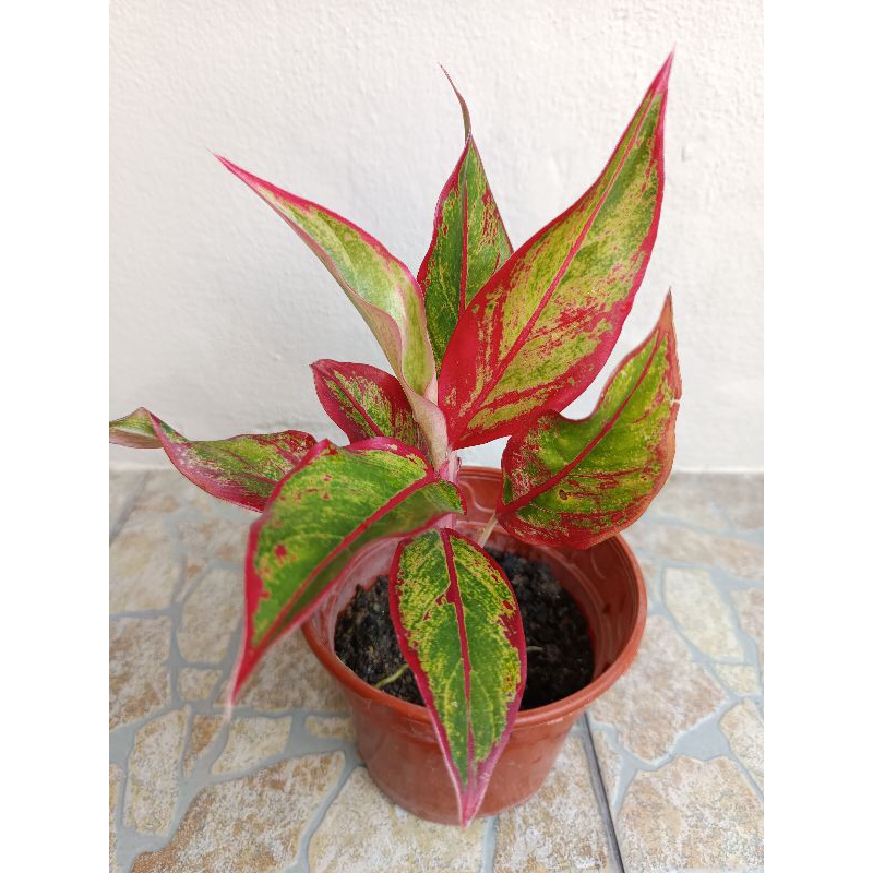 Aglaonema Red Gold/ Siam Aurora Red Plant/ 万年红粗肋草/Pokok Keladi ...