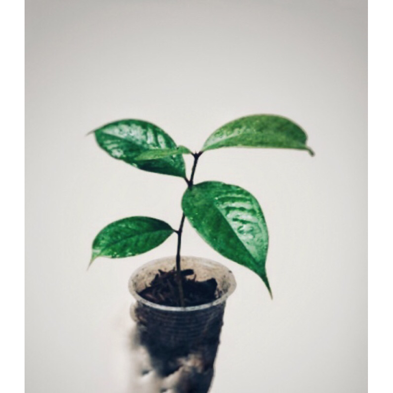 Anak pokok Jambu keling / Jambu Bol | Shopee Malaysia