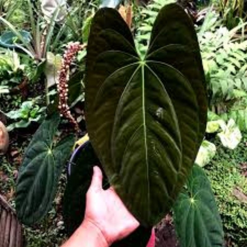 Anthurium Papillilaminum Legend Dark Form | Shopee Malaysia