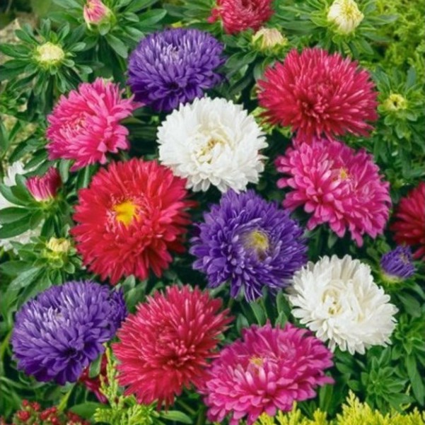 150 SEED BENIH BUNGA ASTER MIX COLOR | Shopee Malaysia