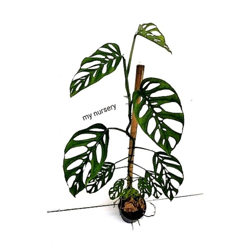 Monstera Ssp Laniata/ Dubia/ Los Tayos/ Adansonii Indo/ Subpinnata ...