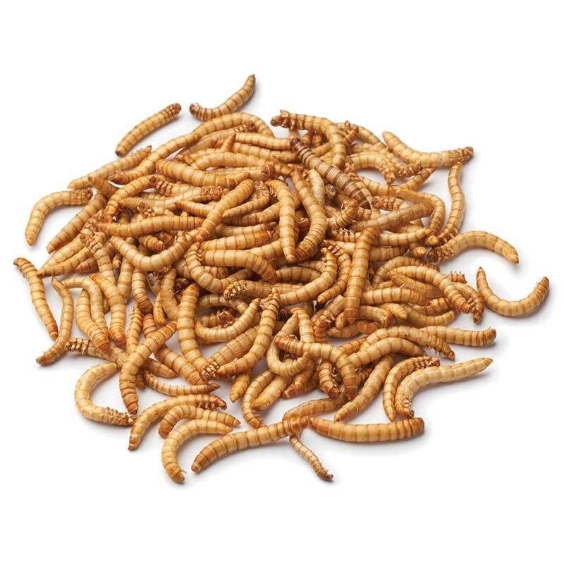 100g Life mealworm/super worm/Ulat roti hidup/活生生的麦虫/面包虫/黄粉虫 bird feed ...