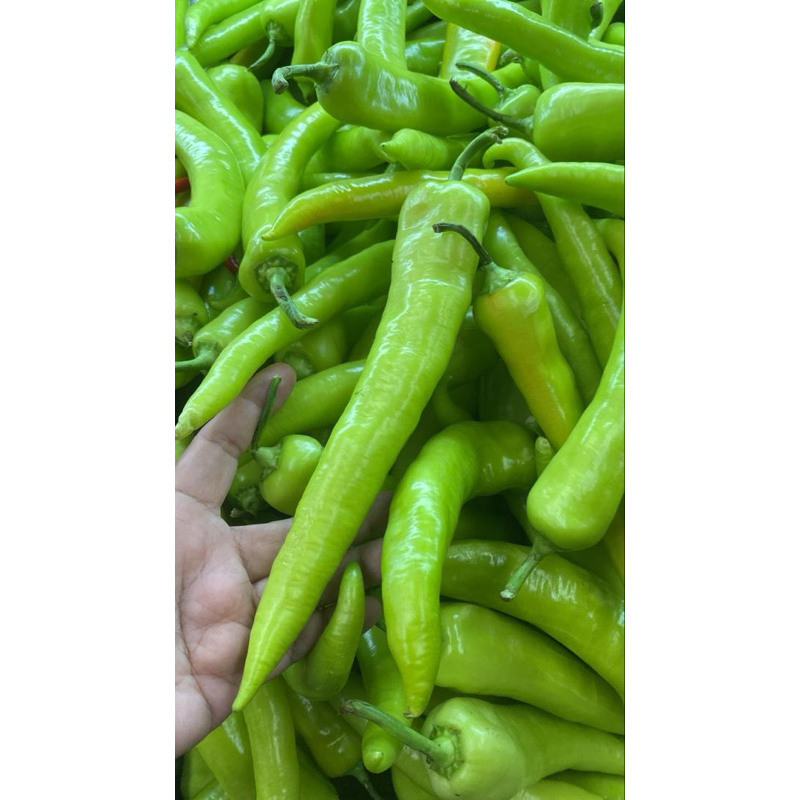 300g Lada solok Cili solok Cili siam | Shopee Malaysia