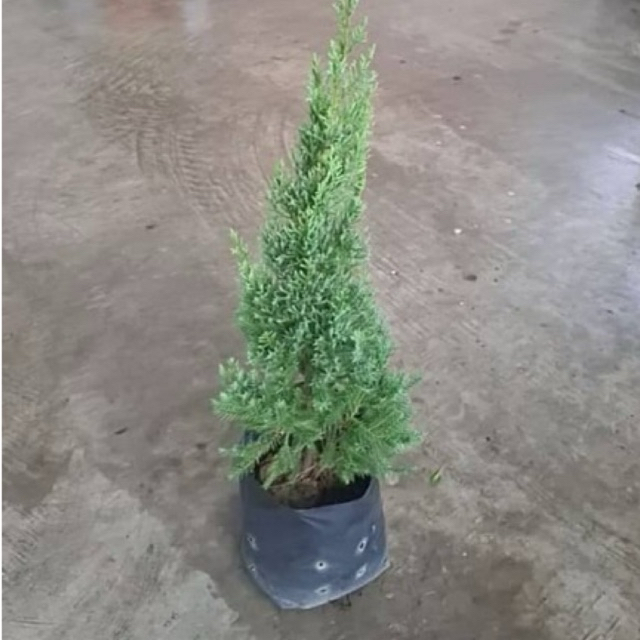 POKOK Rhu Rendang FREE PASU 10LIter boleh tanam dalam pasu / polibag ...