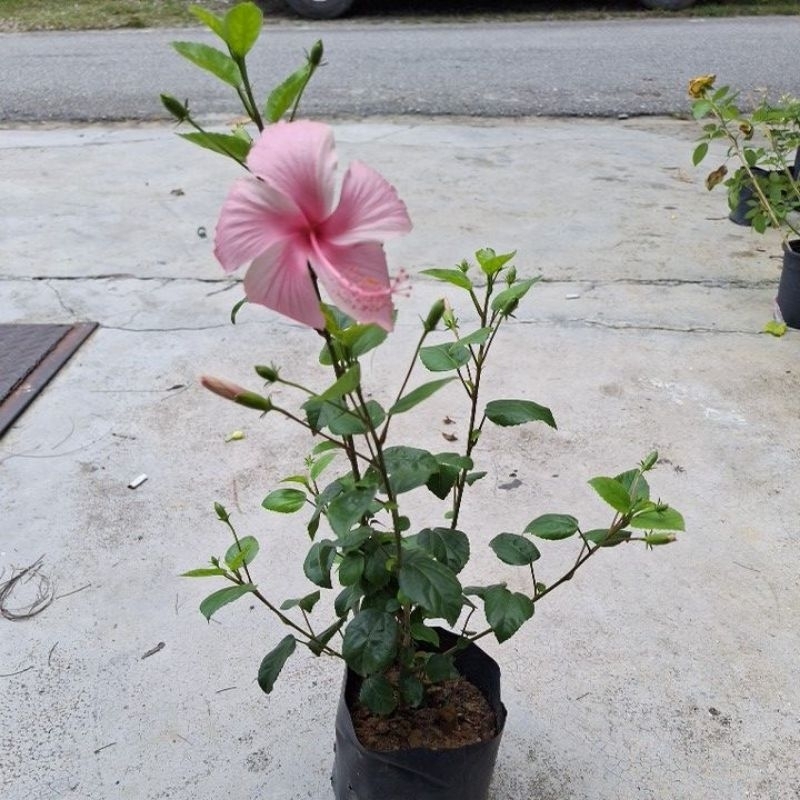 SNT/ pokok bunga raya pink / dekorasi bunga/ tahan panas | Shopee Malaysia