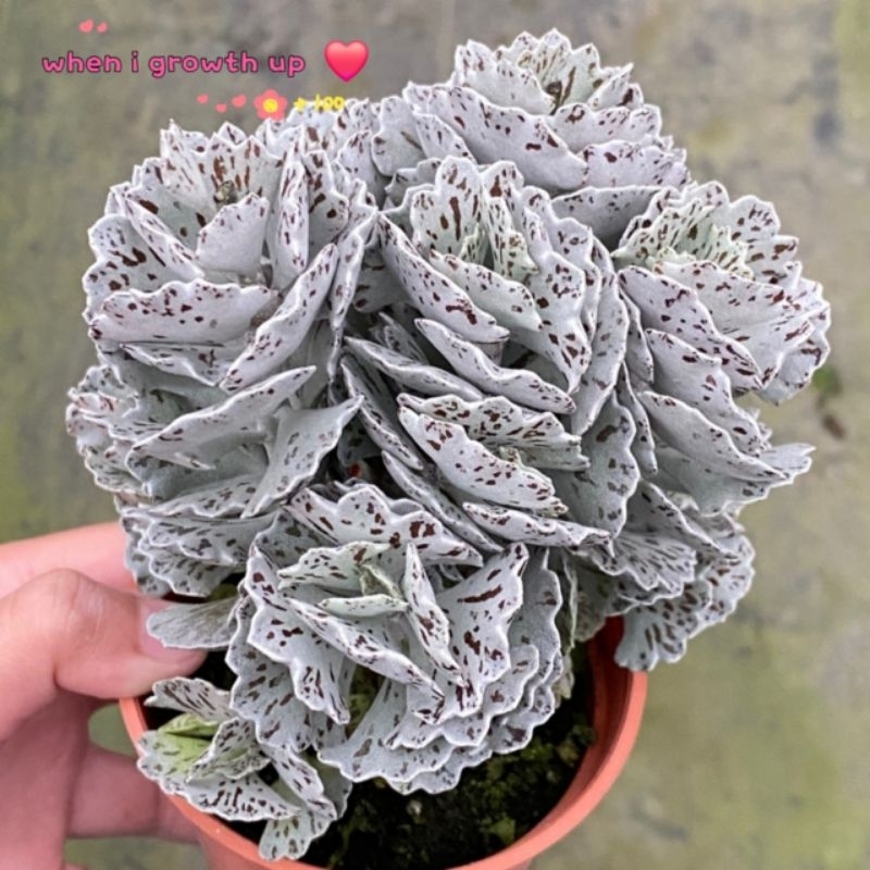 QQ-garden🌷Rare Succulent稀有品种🪴雀扇Kalanchoe rhombopilosa多肉植物gardening ...