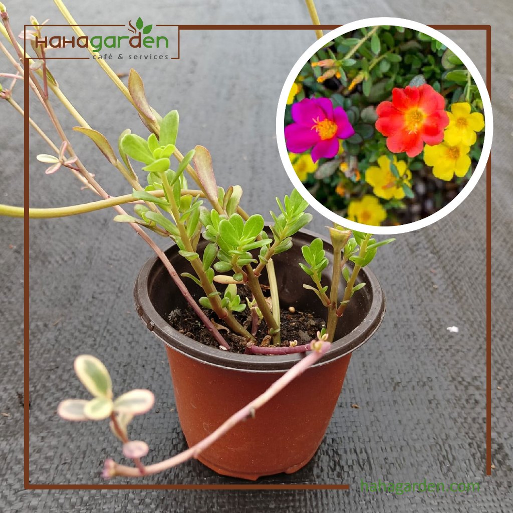 Anak Pokok Bunga Ros Jepun/Japanese Rose/Pokok Bunga Pukul 10 - Mixed ...