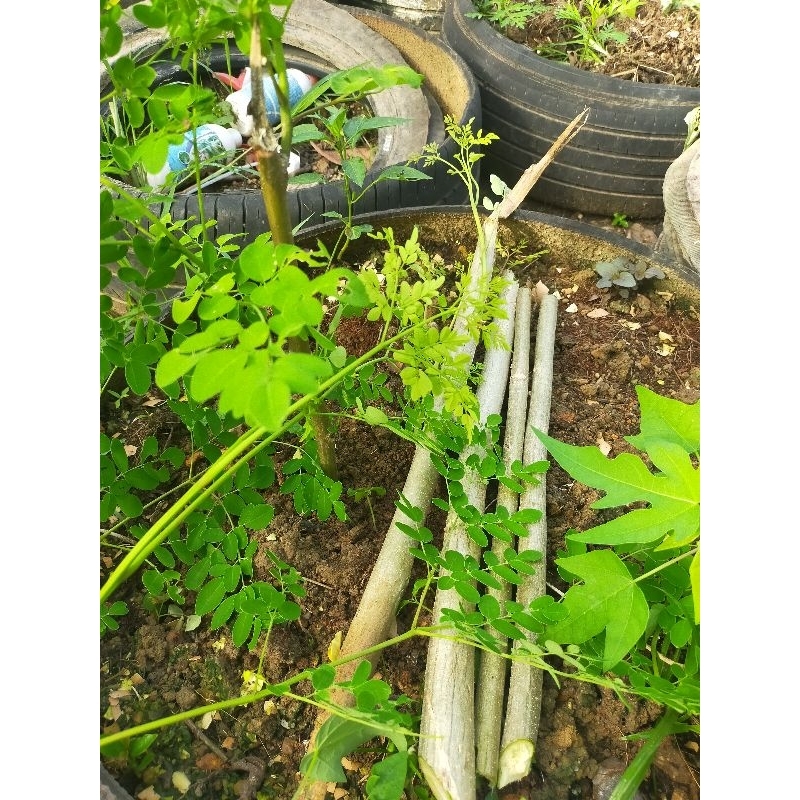 keratan batang pokok moringa (4btng) | Shopee Malaysia