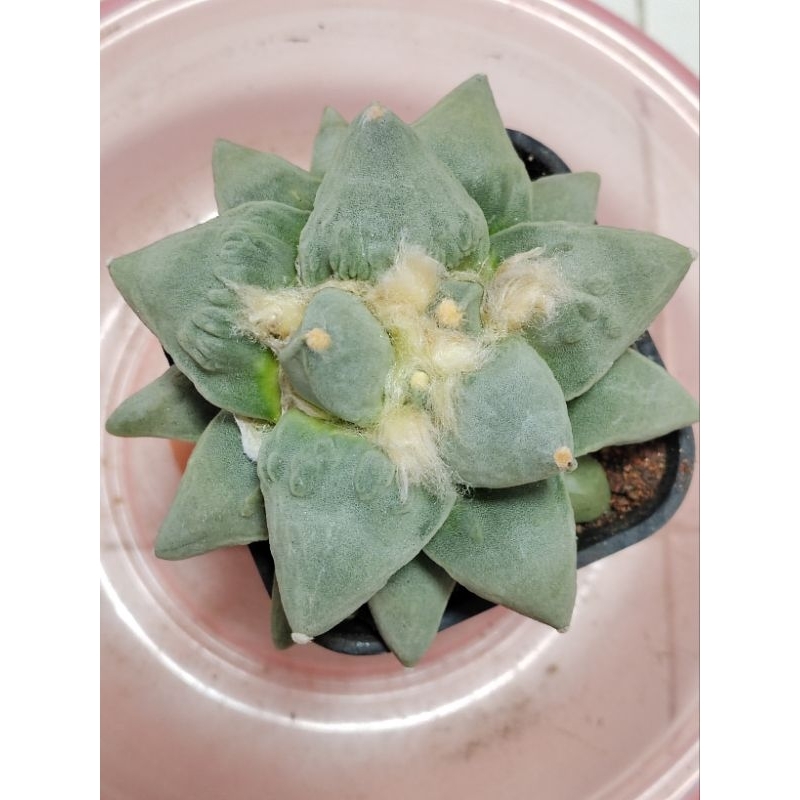 11cm Big Ariocarpus Furfuraceus Retusus ~超大美怒涛杂牡丹 | Shopee Malaysia