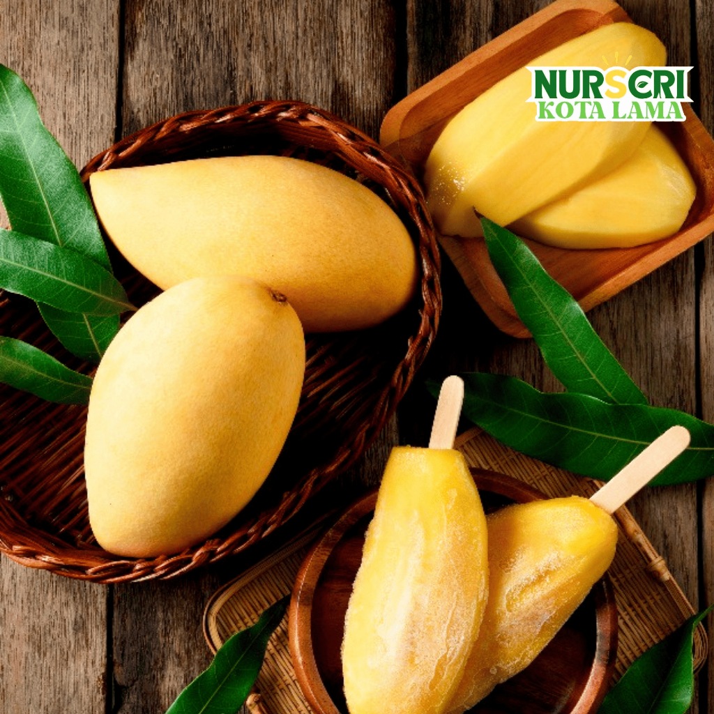 🔥HYBRID🔥 POKOK MANGGA CHOKANAN (MA224) / Melaka Delight Mango Tree ...