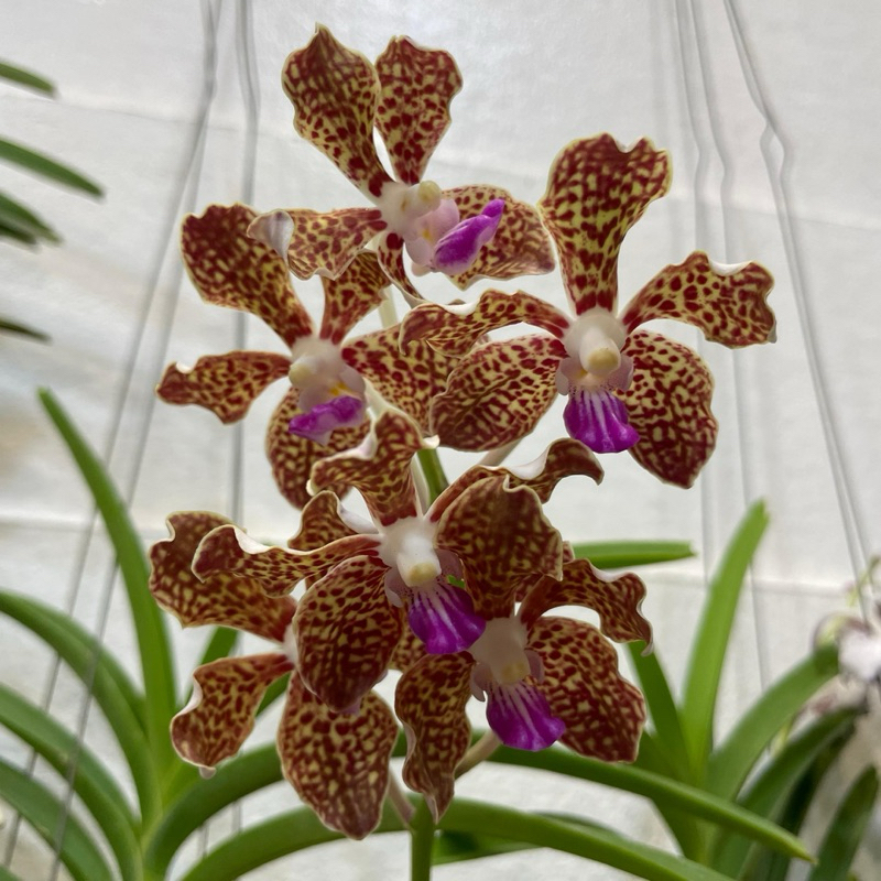 H2O - Vanda Mini Palmer Orchid [Fragrance] (with flower) Live Plant ...