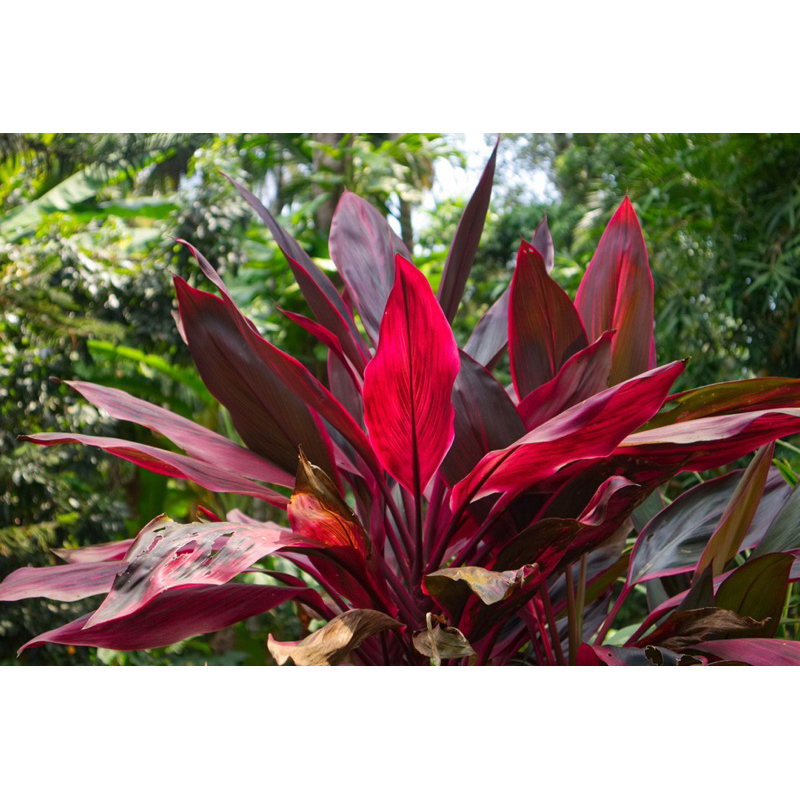 LFT-CORDYLINE RED / POKOK LANDSCAPE HIDUP / POKOK JENJUANG | Shopee ...