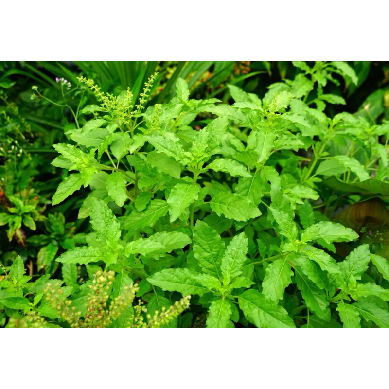 Daun pokok selasih/holy basil/ tulsi | Shopee Malaysia