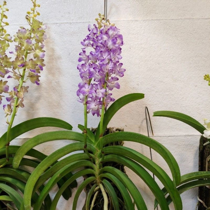H2O - Vanda Coelestis Orchid (with flower) Live Plant | Shopee Malaysia