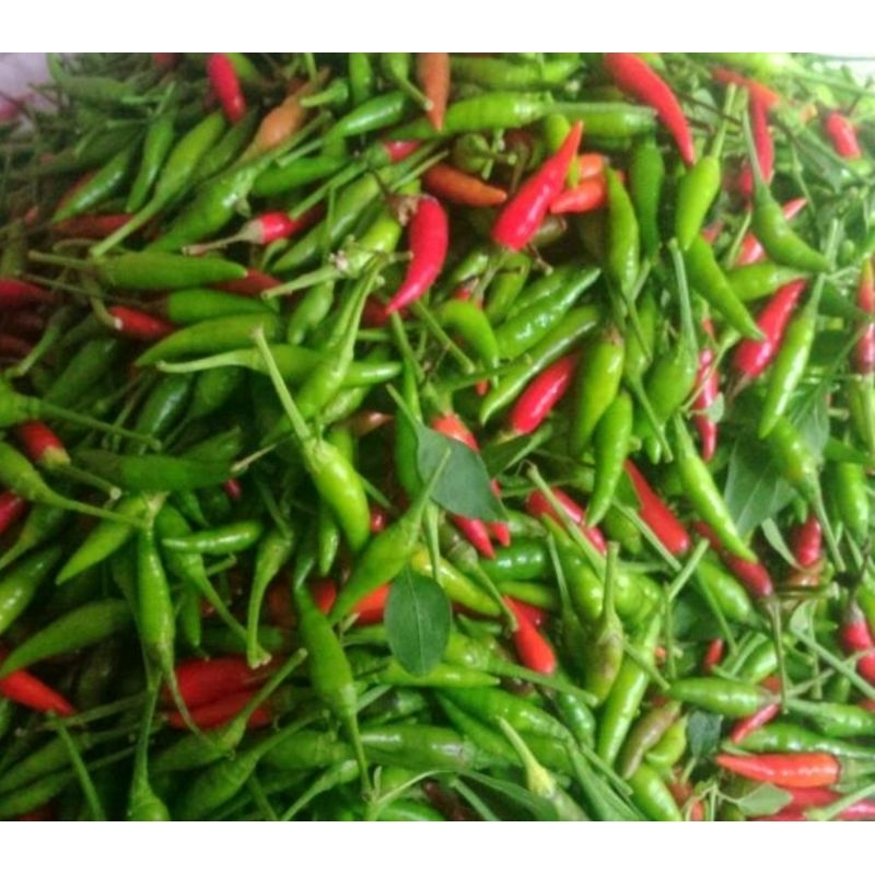 (Ready Stok) Cili padi / Cabe Rawit / cili api kampung pedas 1 pack ...