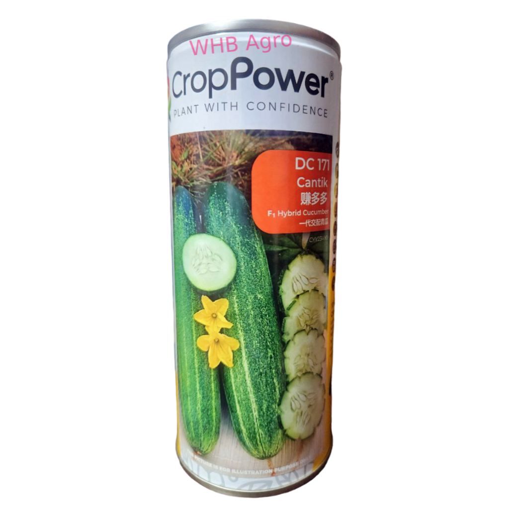 Benih Timun DC171 Cantik F1 Hybrid Cucumber Crop Power - ( 100g ) 👍 💯 ...