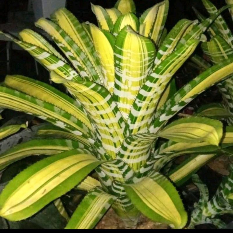 Bromeliad Aechmea Samurai | Shopee Malaysia