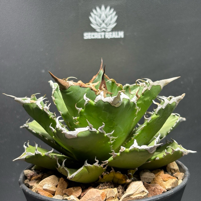 Agave Titanota - White Whale老白鲸仁王冠 | Shopee Malaysia