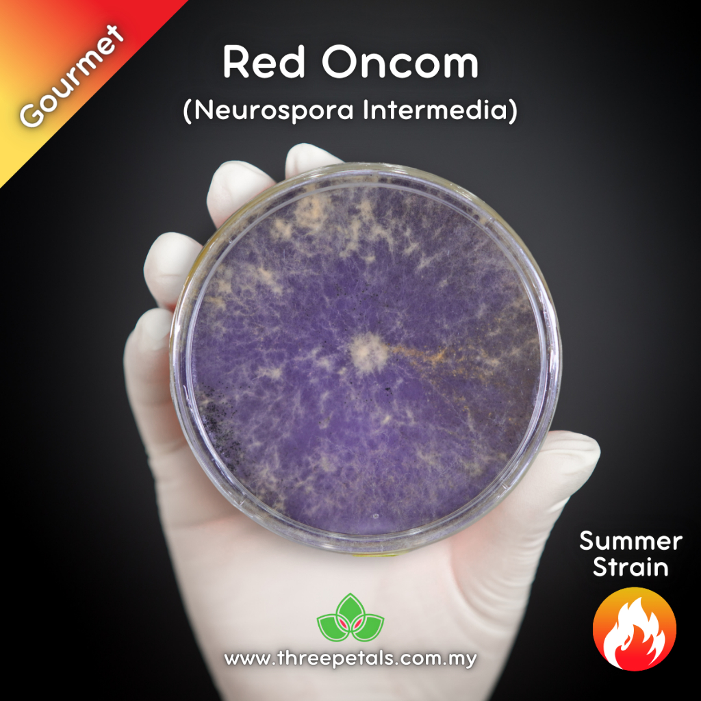 Red Oncom Mold (Neurospora Intermedia) Live Mycelium Mushroom Culture ...
