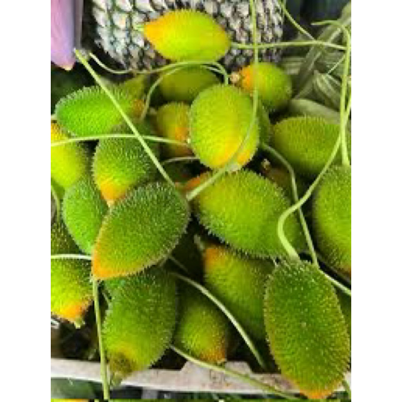 500g buah peria tikus tak pahit kakrool sedap ulam atau simpan buat ...