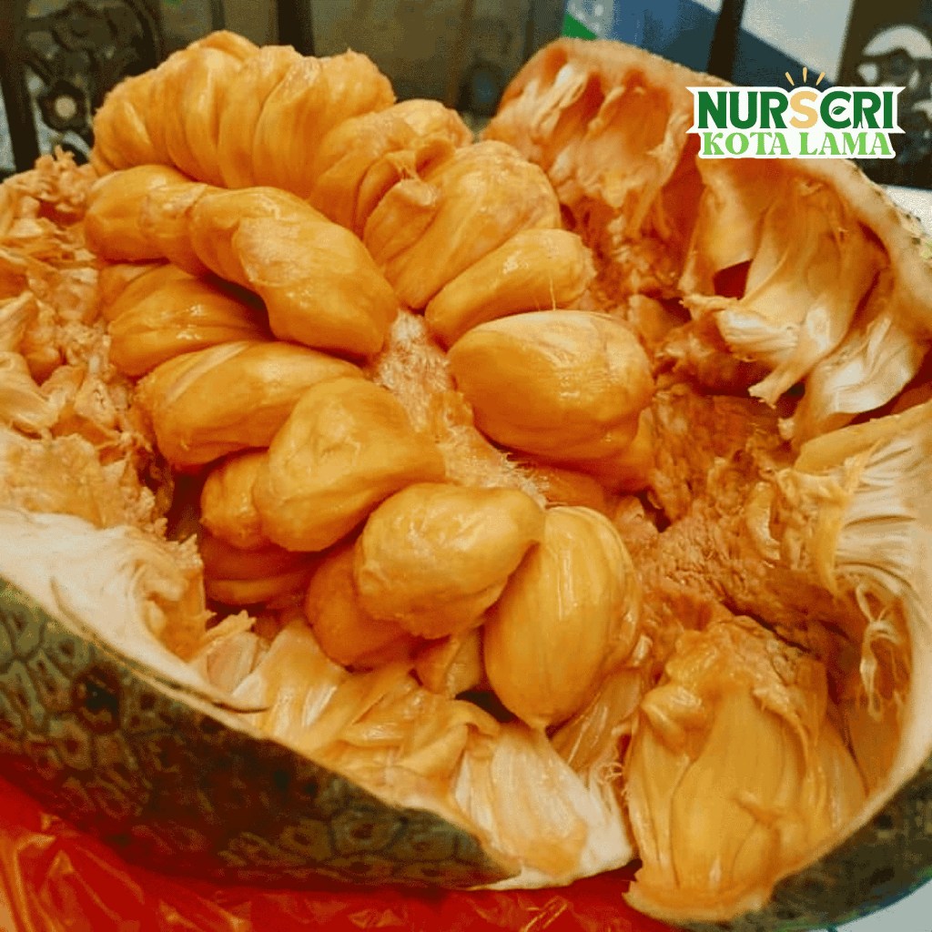 🔥HYBRID🔥 POKOK CEMPEDAK PENANG KING / Chempedak Pineng King Tree ...