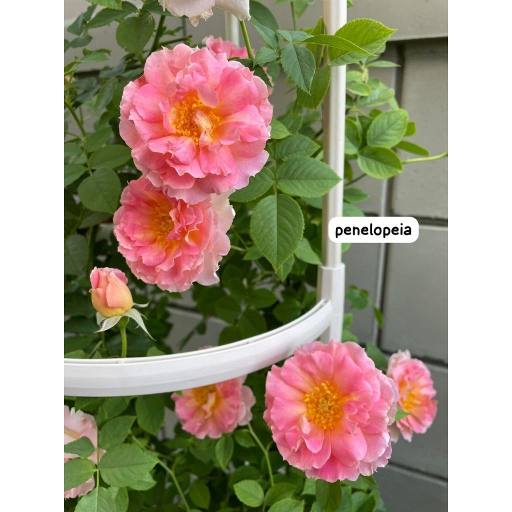 pokok bunga rose. English rose | Shopee Malaysia