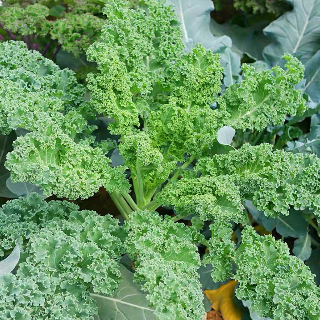 100pcs Taiwan Kale Semi Tall Curled Seeds / Curly Kale 羽衣甘蓝' Vegetable ...