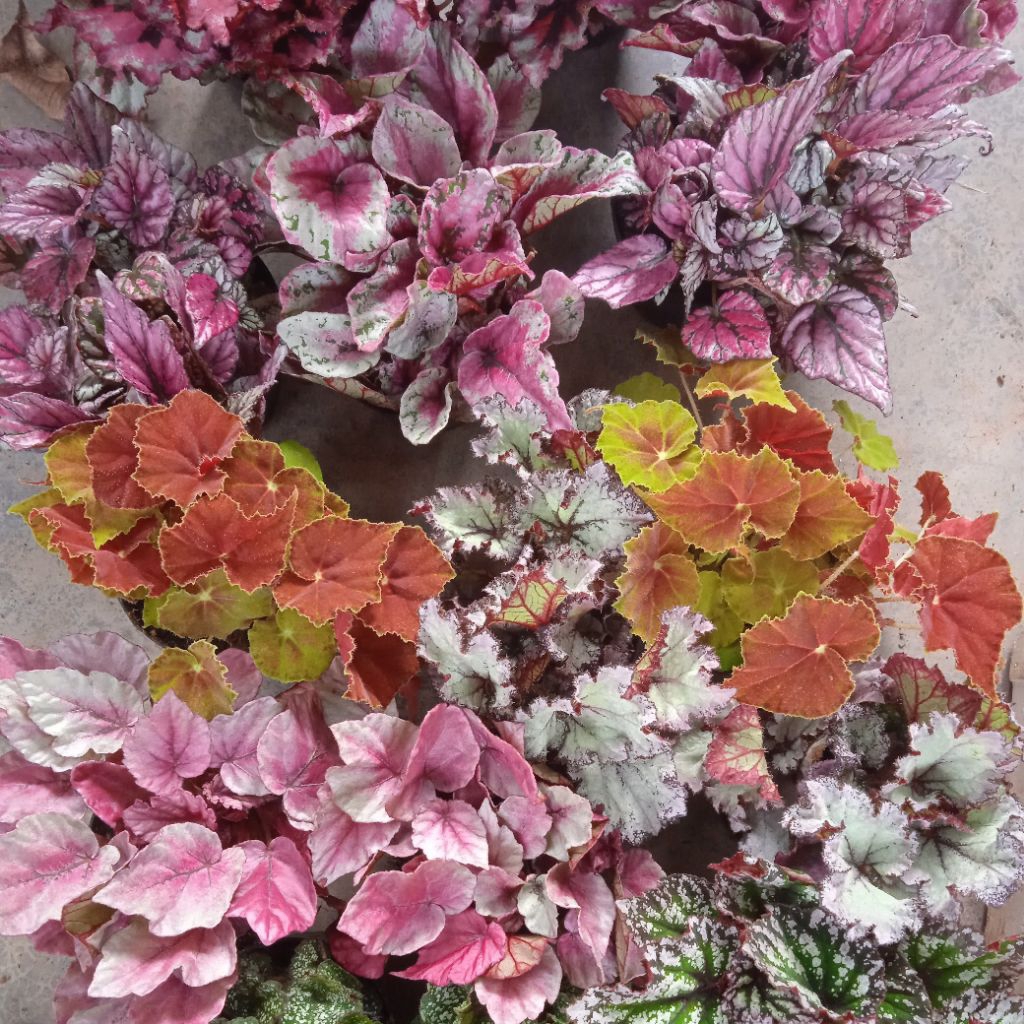 Begonia Rex Live Plant/ Anak Pokok Adam Batu 秋海棠苗 | Shopee Malaysia