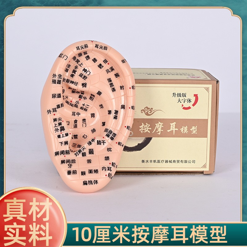 Traditional Chinese Medicine ear point Acupuncture model 10cm 中医耳穴针灸模型 ...