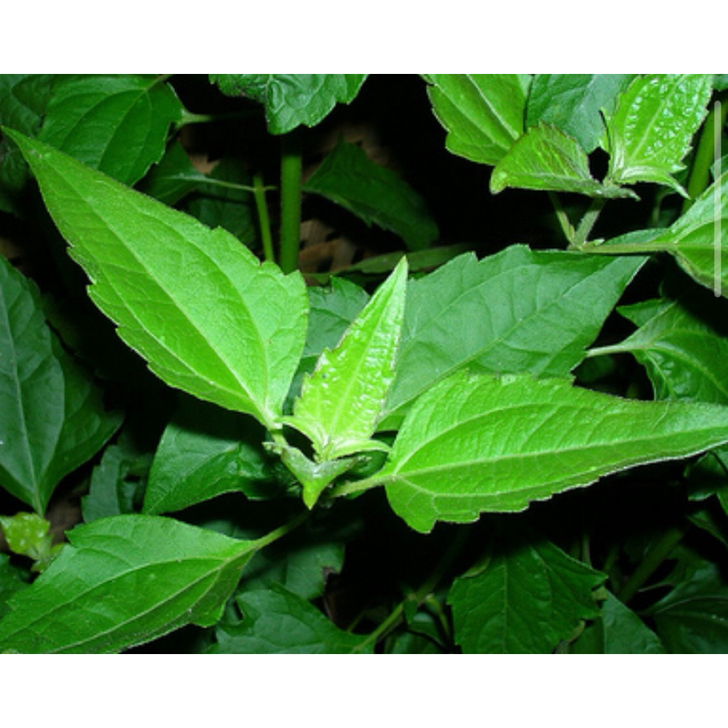 30 helai daun kapal terbang | Shopee Malaysia