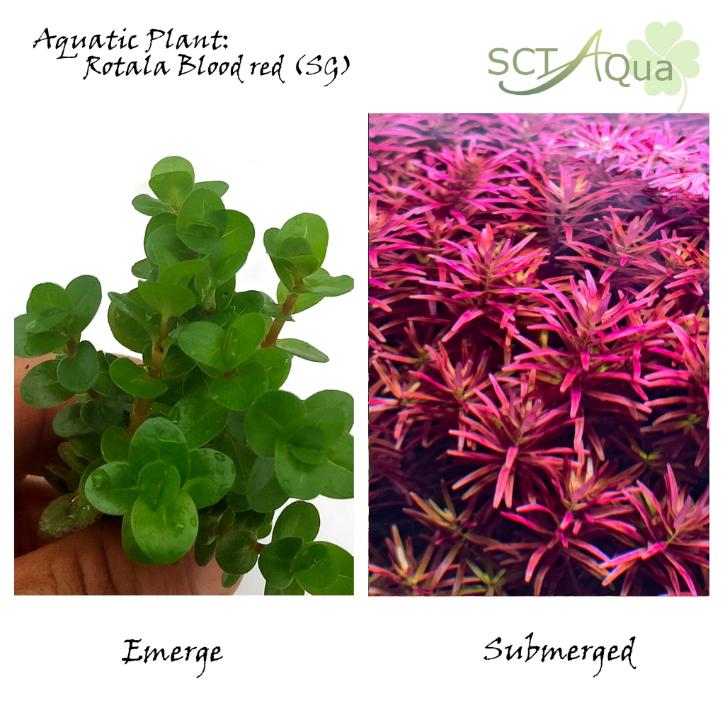 Rotala Blood red (SG)/Submerged/Emerge/Aquatic plant/Tumbuhan Akuatik ...