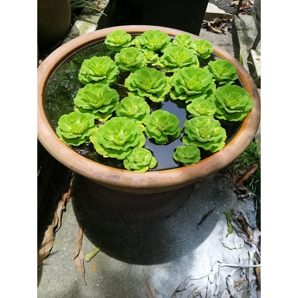 WATER FLOATING LETTUCE / AQURIUM PLANT (By: STR KING) | Shopee Malaysia
