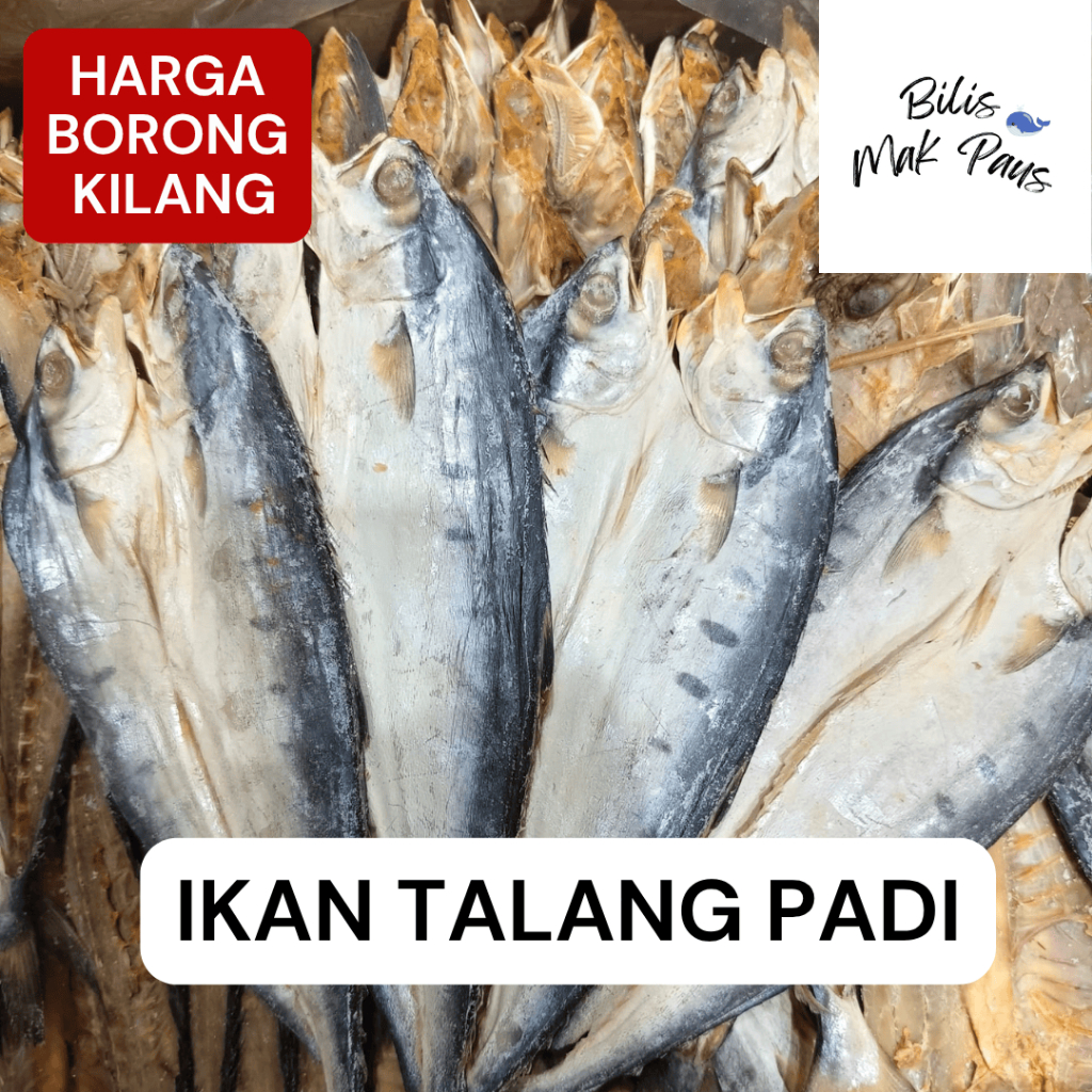🐋 Ikan Talang Padi Masin Ikan Kering Talang Padi Ikan Masin Talang Padi ...