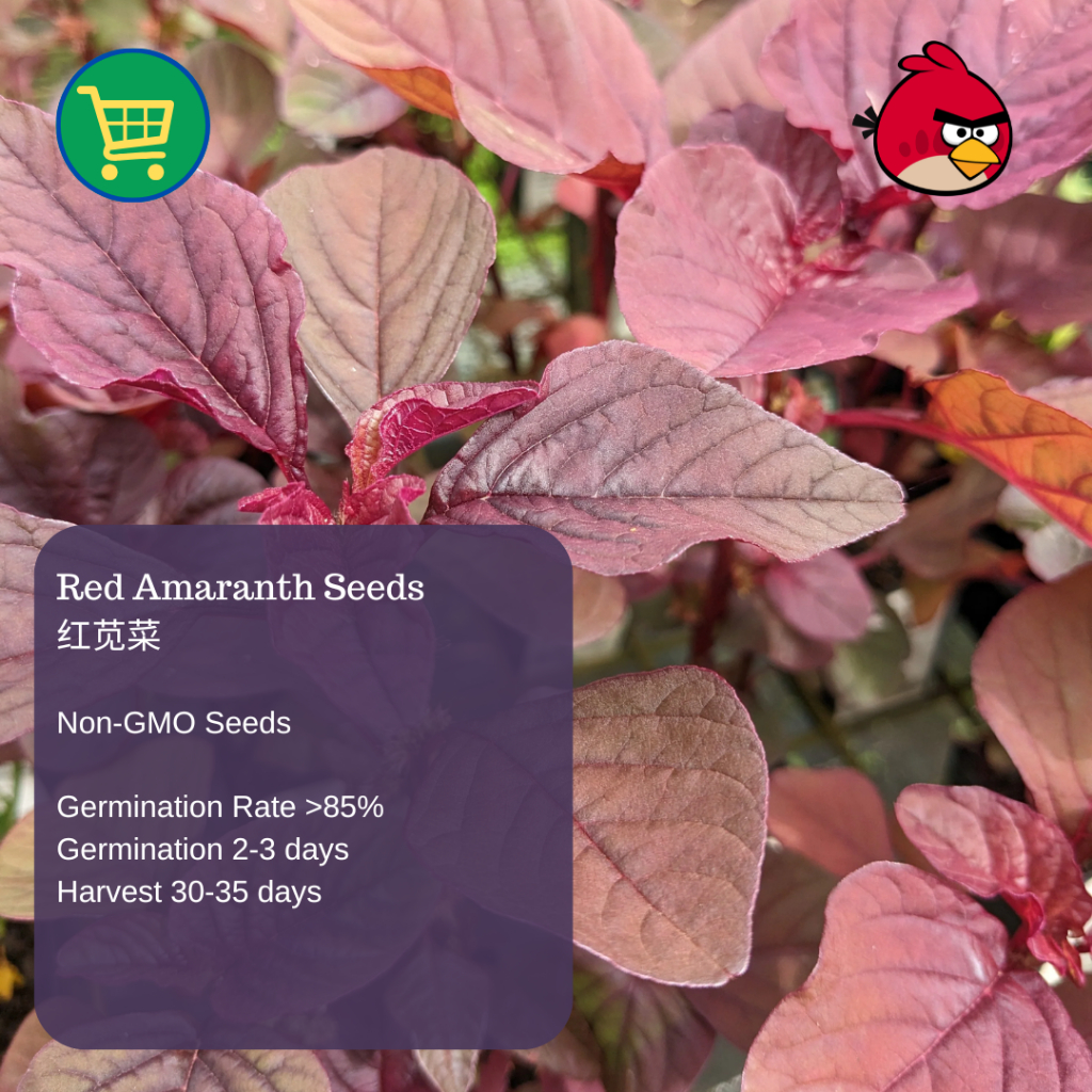 Red Amaranth Seeds 红苋菜 (11g | 35g | 110g) | Shopee Malaysia